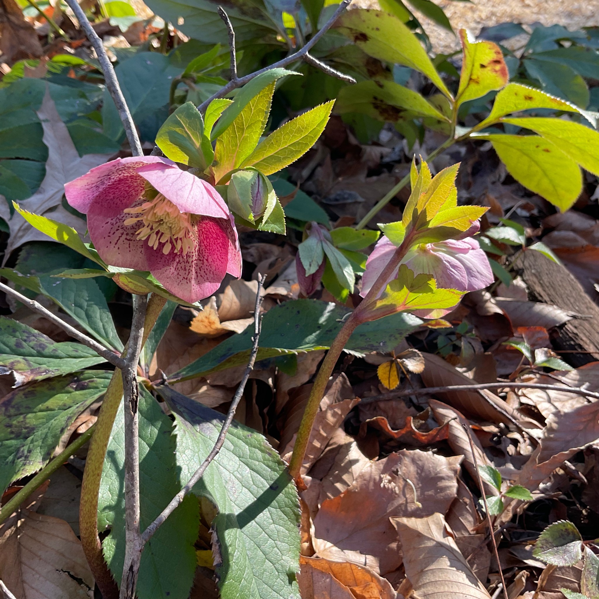 The First Harbinger | A Leafy Journal